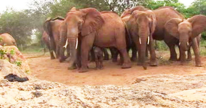 The Whole Herd Celebrates when This Baby Elephant Is Born – Madly Odd!