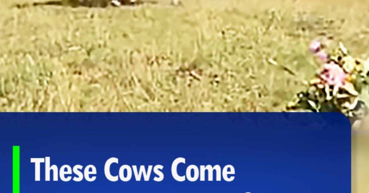These Cows Come Running to Greet the Man that Has Been Serenading Them ...