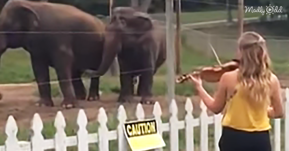She Wanted to Practice Violin Before the Show. Watch the Elephants Show ...