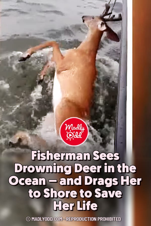 Fisherman Sees Drowning Deer in the Ocean – and Drags Her to Shore to ...