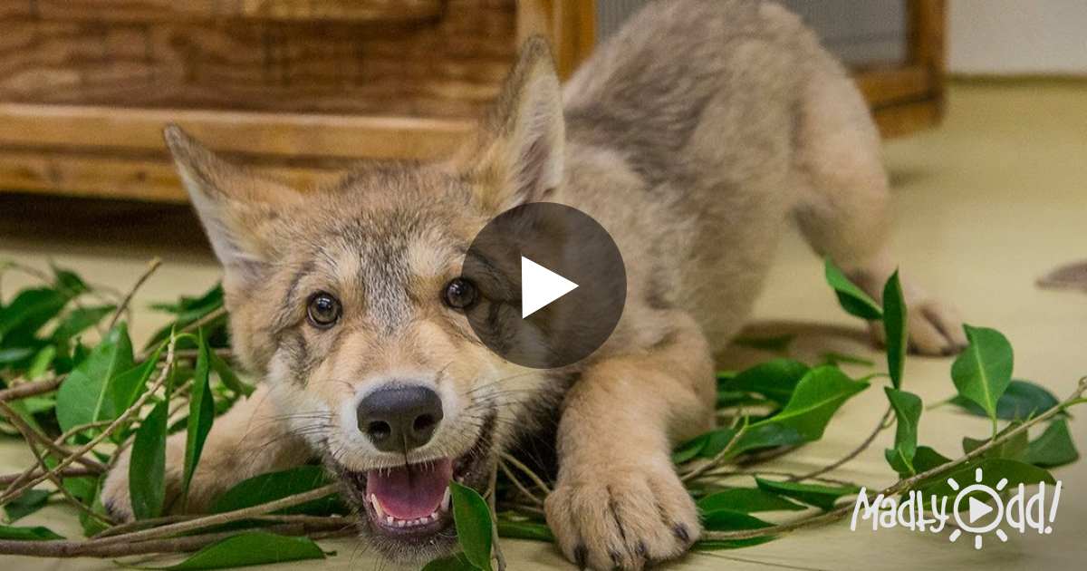 Tiny, Little Wolf Puppy Has The Most Amazing Time Visiting The Zoo ...