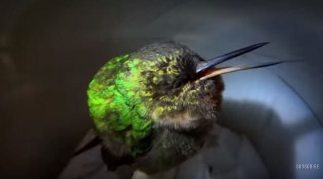 When He’s Sleeping, This Hummingbird Does The Absolute Strangest Thing ...