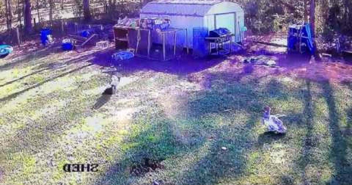 An Unlikely Hero Saves This Surprised Chicken From A Terrifying Hawk Attack