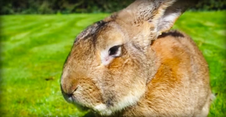Does a four foot giant bunny terrify you? Or do you find it adorable?