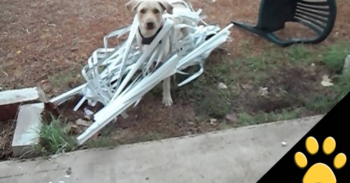 This Man Hears A Weird Noise Outside His Home And Comes Across The ...