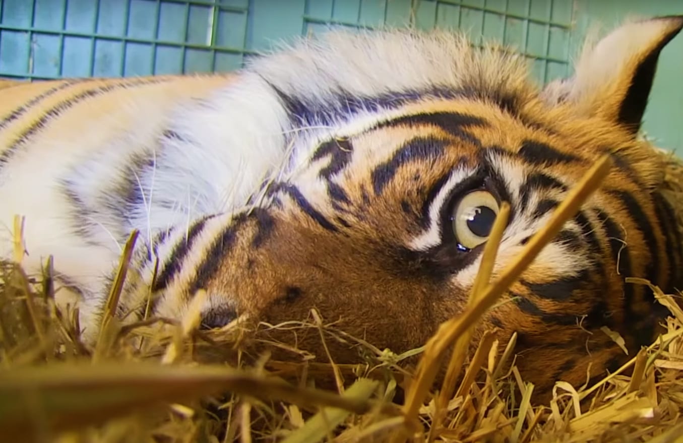 Mother Tiger Gives Birth, But Nobody Was Prepared For What They Found ...