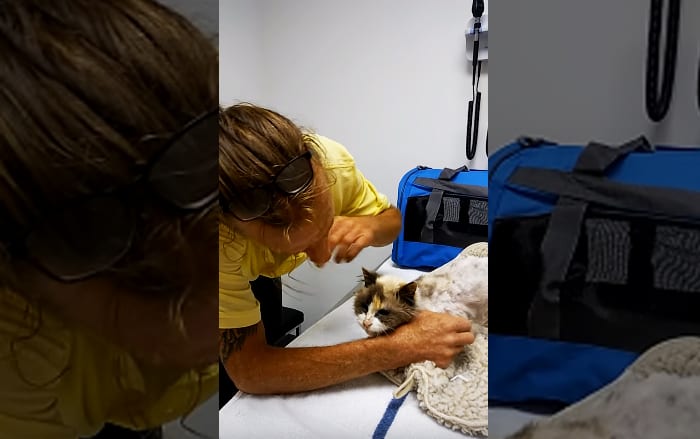 Blind, Deaf Cat Goes Missing For Weeks. Owner Is Sure She’s Dead, But ...