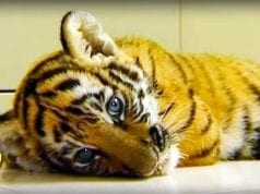 Gentle Dog Helps Mother Cat Deliver Her Kittens. It Is So Beautiful To ...