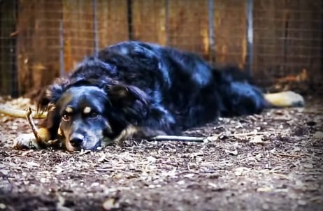 Little Animal Rejected By His Mother Gets A Surprising New One