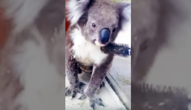 Distressed Koala Covered In Painful Burs Finds Her Way To The Right ...