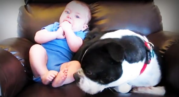 Baby Poops In Diaper Next To Snoozing Dog. Dog’s Reaction Has The ...