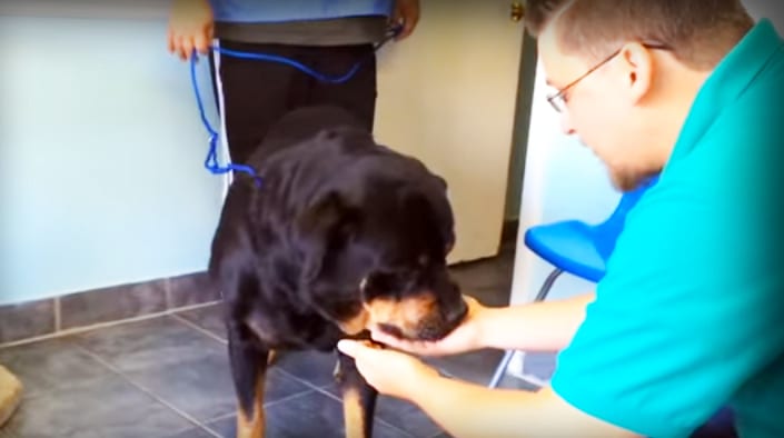 Watch as the dog this man lost 8 years ago walks through it!