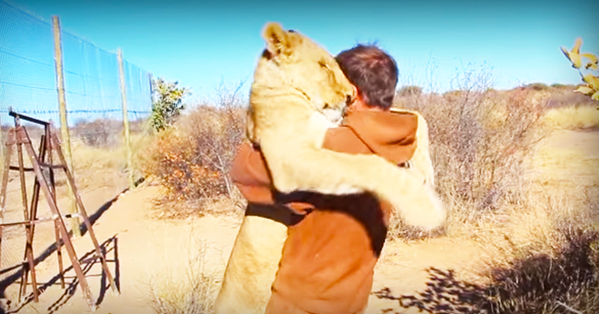 He saved a lion cub – This is their touching reunion. – Madly Odd!