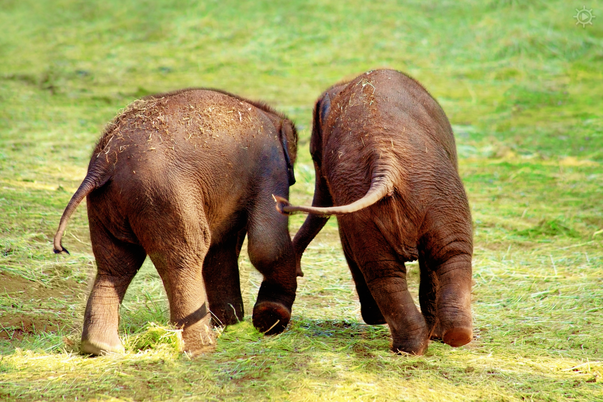 Witness the heartwarming reunion of 2 circus elephants after 22 long ...