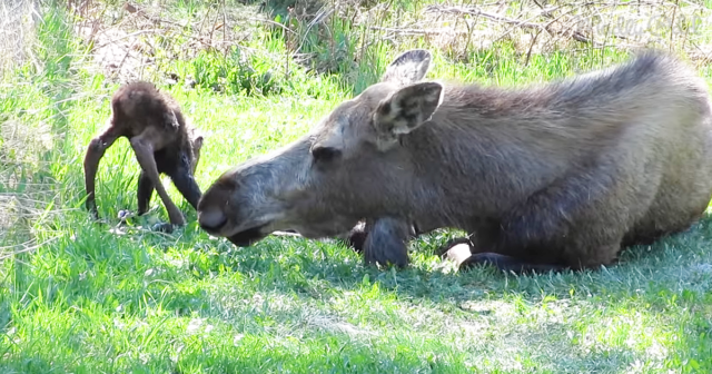 Mama Moose Gives Birth To Twins – Madly Odd!