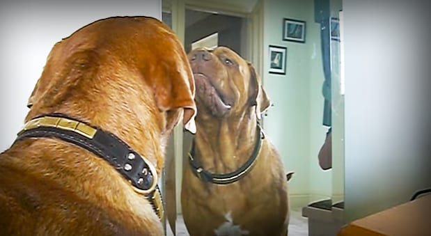 Giant dog sees himself in the mirror for the first time. A tense ...
