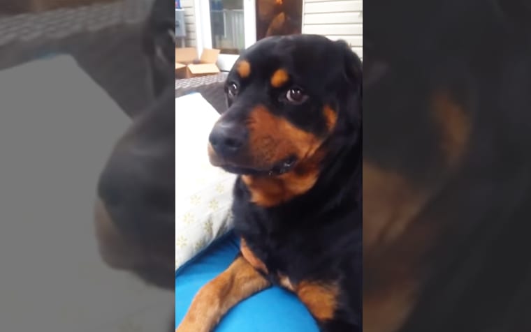 He Asks His Rottweiler To Make A Mean Face. Just Wait Until You See ...