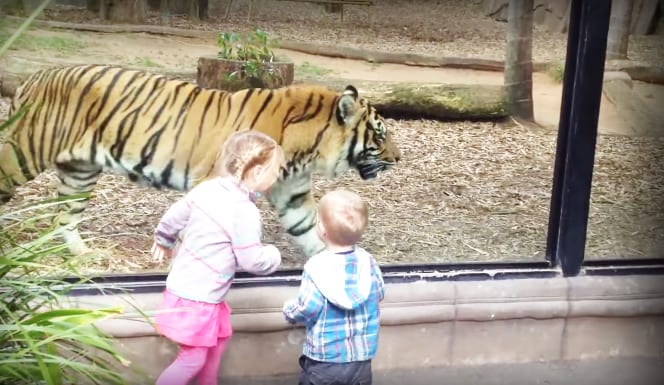 Tiger Plays A Game Of Tag With Two Children At The Zoo