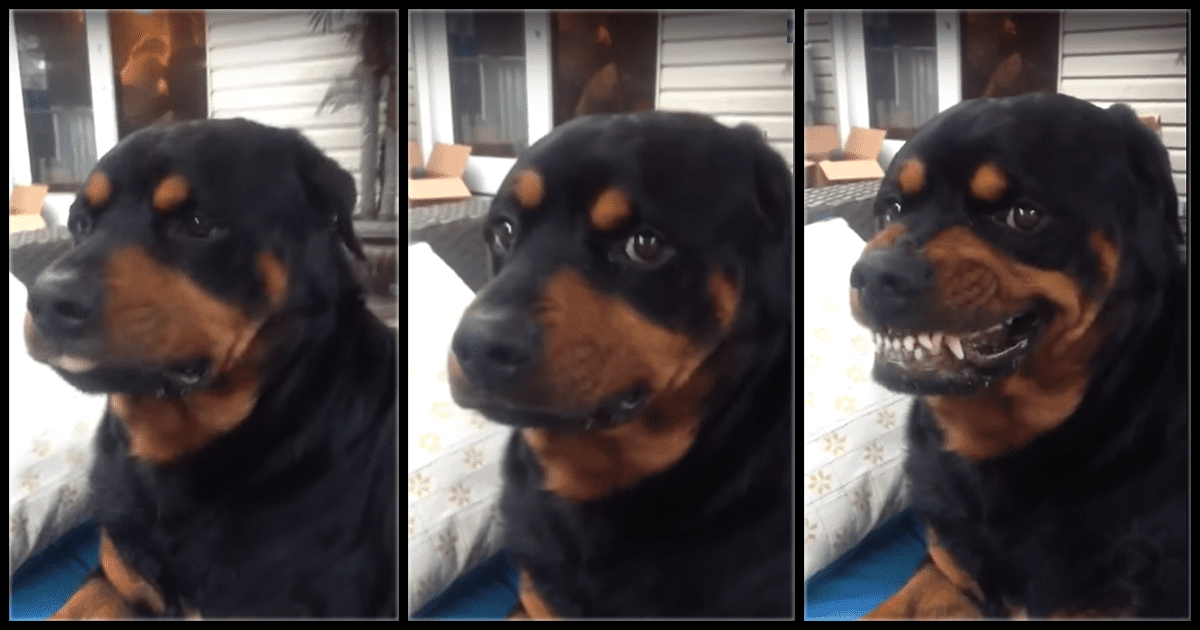 He asks his Rottweiler to make a mean face. Wait until you see how good ...