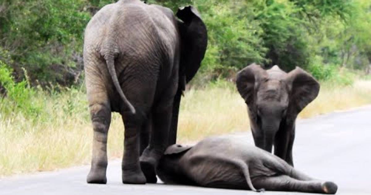 Baby elephant collapses in middle of the road. Now watch the entire ...