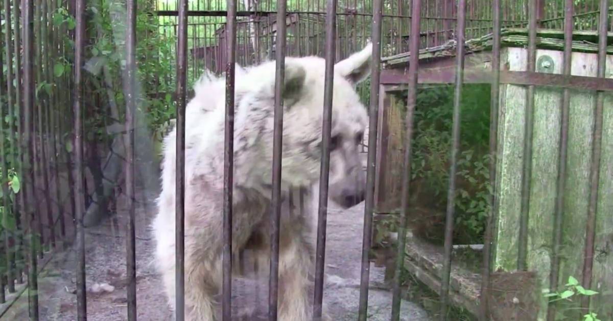 Bear held captive for over 30 years has an amazing reaction when she’s ...