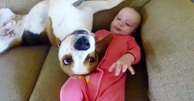 Heartwarming: Babysitting Dog Never Had To Be Taught How To Love The ...