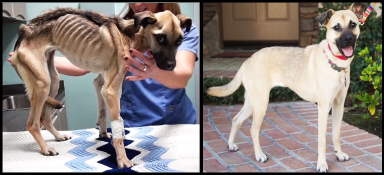 She Stares Into The Eyes Of A Dying Dog. What Follows Seconds Later Is ...