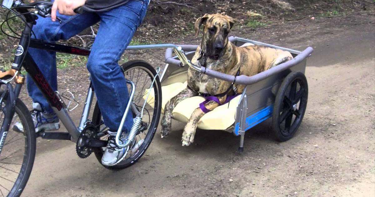 See The Great Dane Running Alongside The Bike? Now watch As He Ends Up ...
