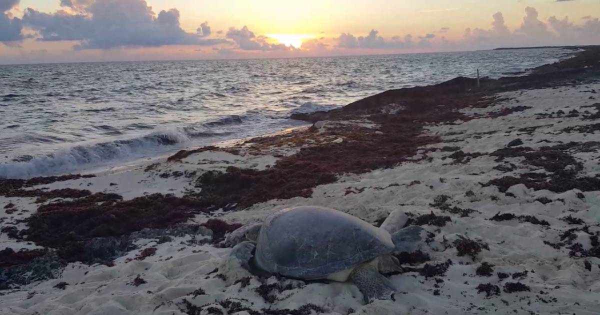 An American tourist took a sunrise stroll and stumbled upon a bloody ...