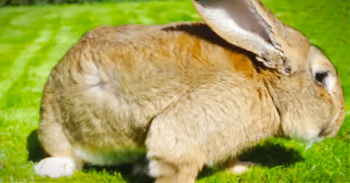 Does 50 pounds of bunny sound like fun? What if we told you it was one ...