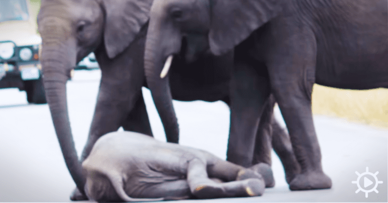 African Grey Parrot Gets a Laugh Out of Using Alexa to Turn the House ...