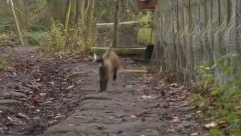 5 Week Old Baby Goat Follows This Man Everywhere. The Reason Behind It ...