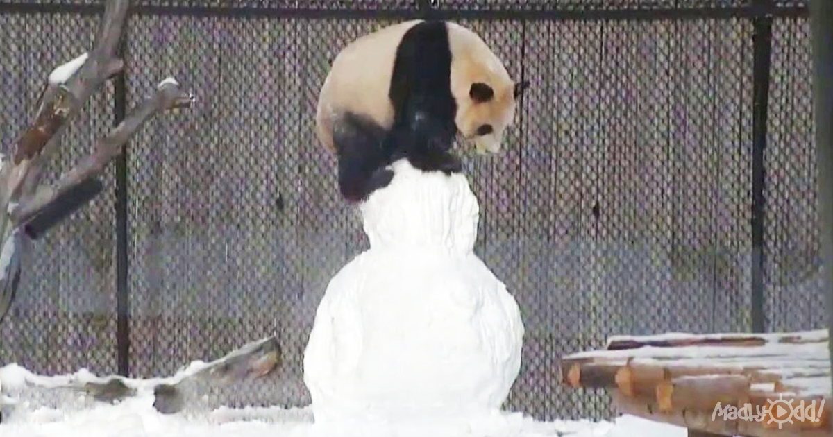 Zookeepers Build Snowman Inside Panda’s Home and Capture Fun ...