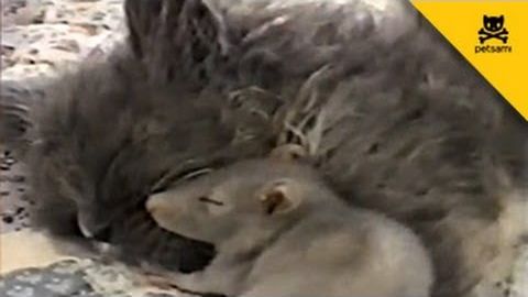 A Baby Rat And A Kitten Napping Together! You Won’t Believe It!