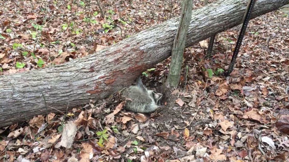 A raccoon gets trapped under a tree. Watch what he does when rescuers ...
