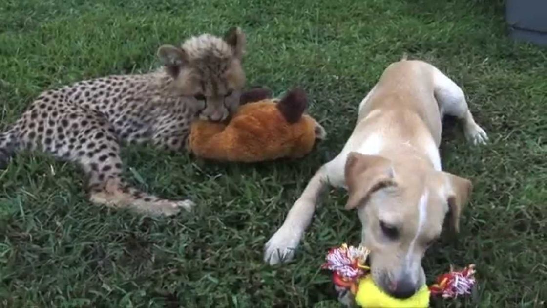 Adorable Puppy and cheetah Cub Form Unusual, But Long Lasting ...