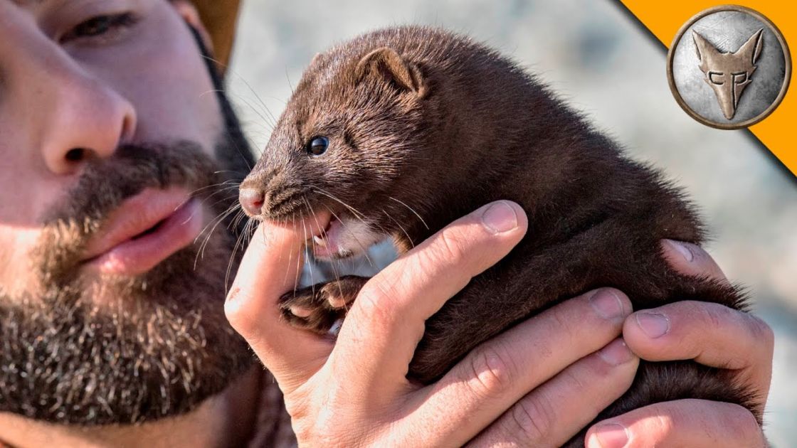 Adventurer Goes To Alaska To See Mink Up Close. I Was Smitten When It ...