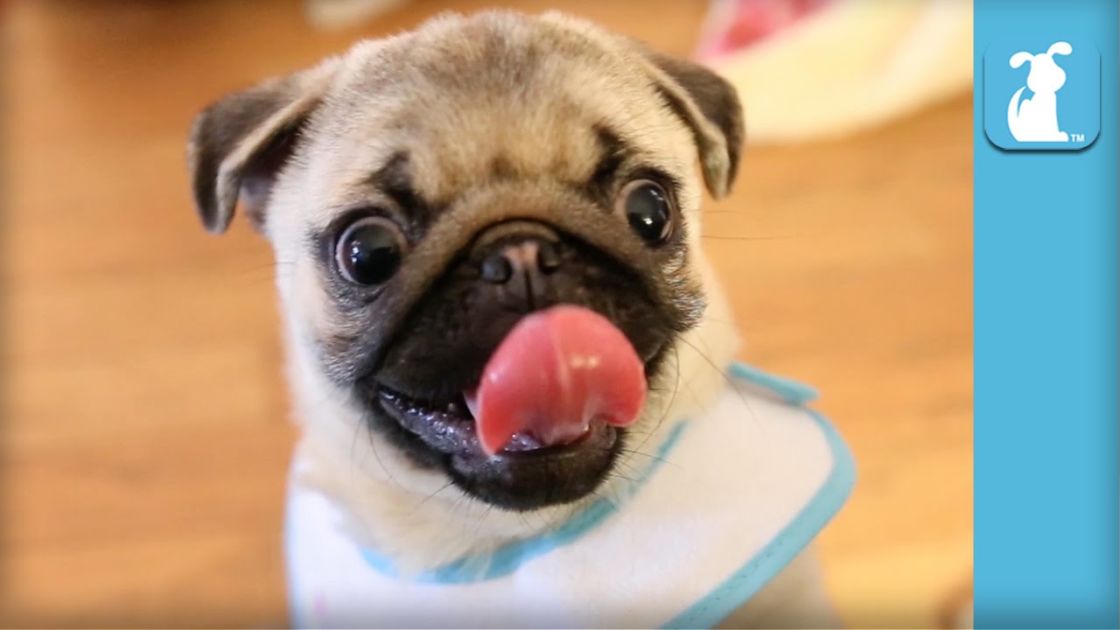 Baby Pugs Have A Faux Wrestling Match In This Adorable Clip – Madly Odd!
