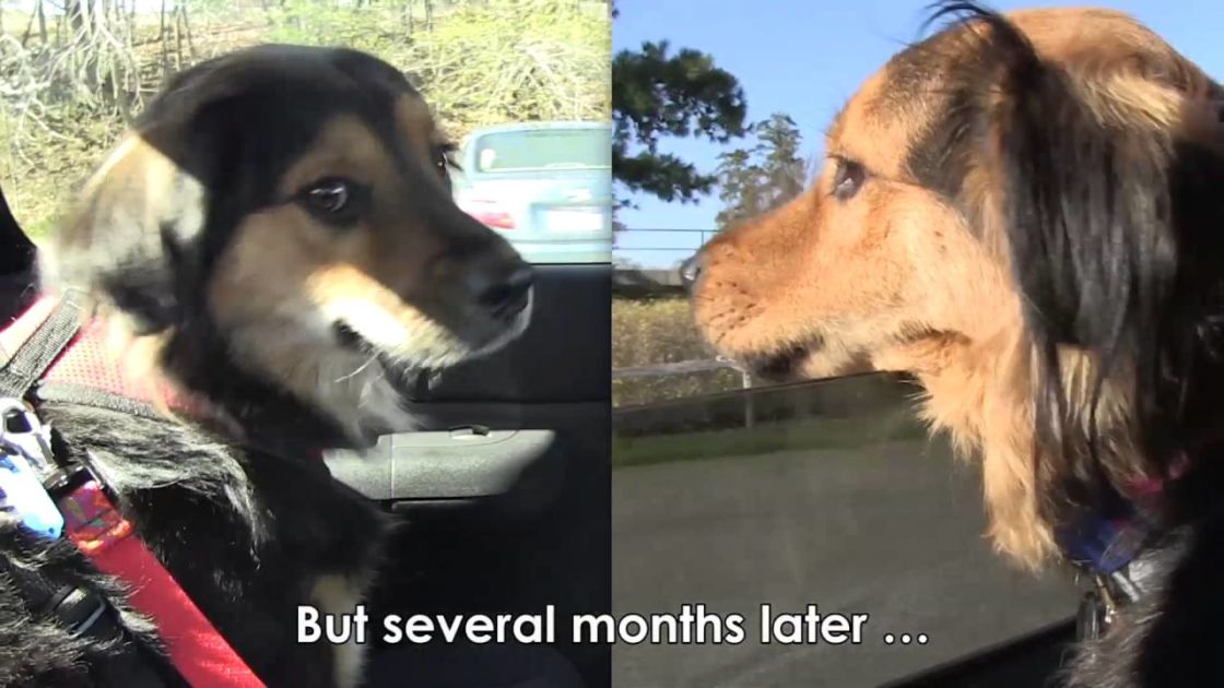 Brother dogs are reunited after year apart. I teared up at how they ...