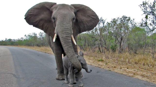 This Mama Elephant Keeps A Close Guard On Her Little Curious Calf