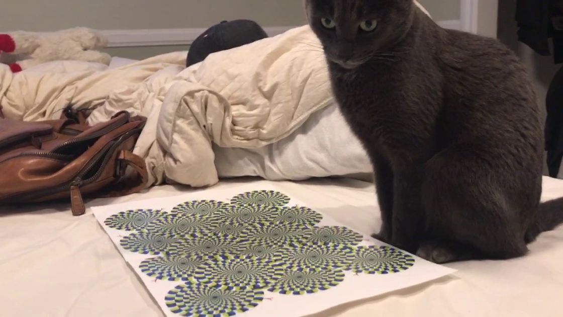 Cat Perplexed By Optical Illusion! I Was Laughing SO Hard At What He ...
