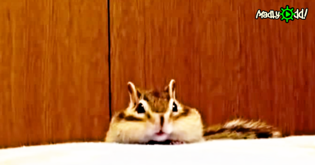 This rescue chipmunk enjoying his fresh bed sheets will warm your heart!