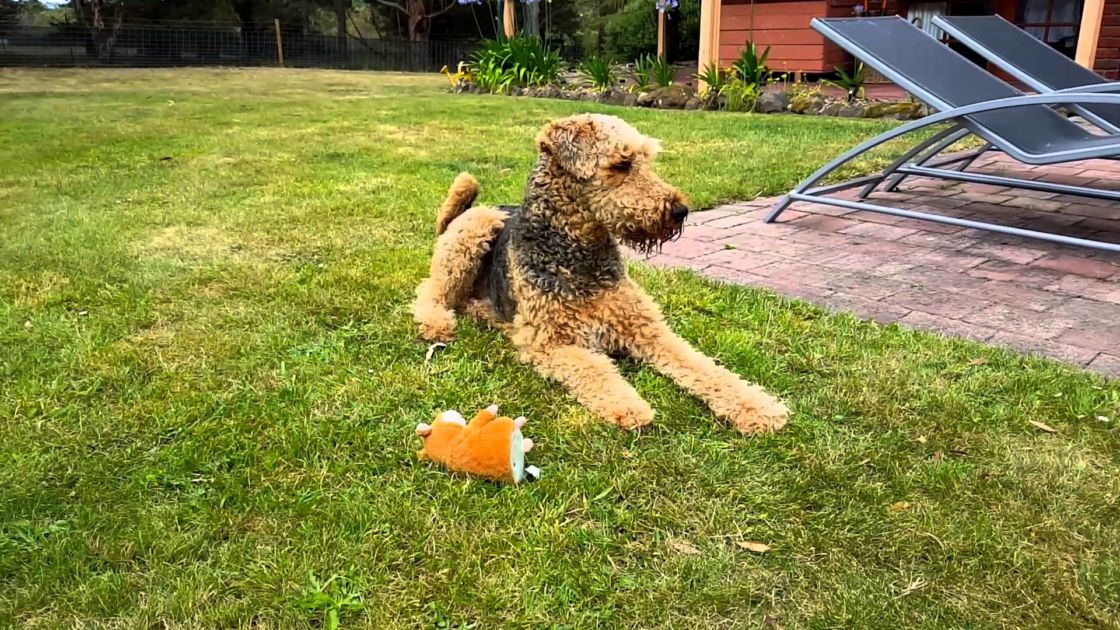 Dad Gave His Dog A New Toy. Wait Till You See How The Pooch Reacts To ...