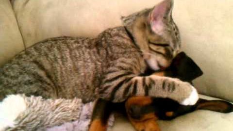Daddy Puts His Sick Puppy Next To His Cat. I Was Shocked At What The ...