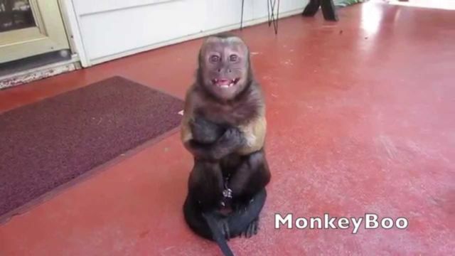 Darling Capuchin Monkey Throws the Most Adorable Tantrum that Left Me ...