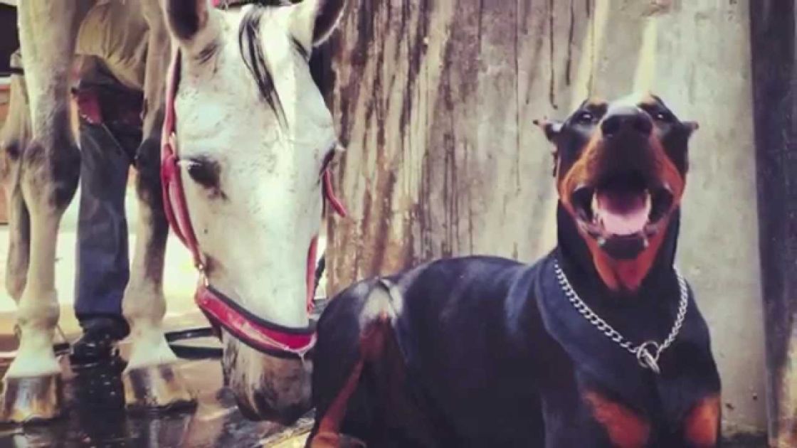 Doberman Pinscher Lives On Horse Farm. Wait Until You See Some of His ...