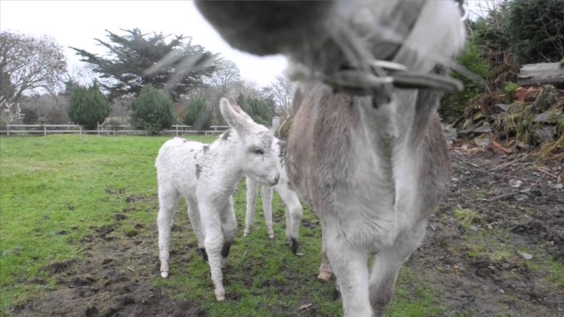 Donkey Gives Birth To Twin Filly Foals In Ireland. Just Wait Until You ...