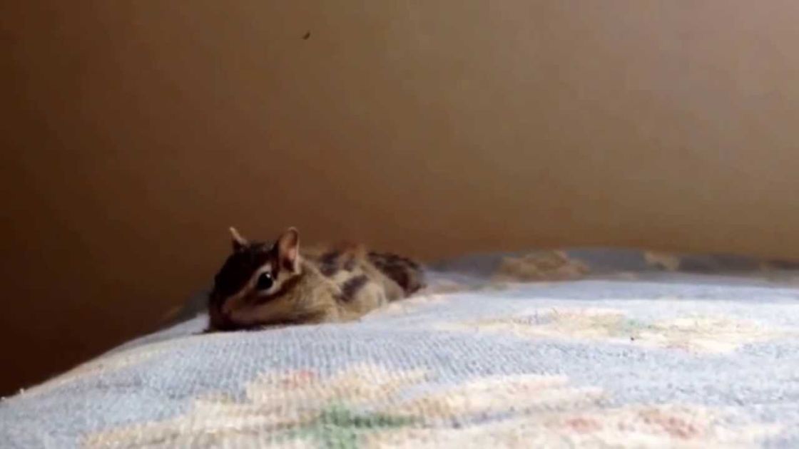 Everyone Has A Weird Morning Routine, But A Chipmunks, Blows ...