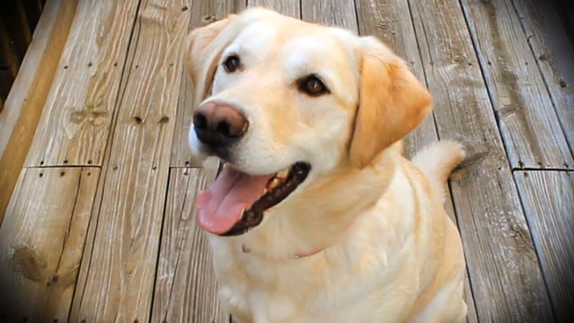 Fearless Pitbull Takes Bullet For His Owner! AMAZING! – Madly Odd!