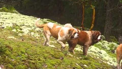 He Films One Big Dog Alone In The Forest, And Then Discovers 38 Of Them